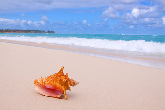 Queen Conch Shell Images – Browse 14 Stock Photos, Vectors, and Video ...