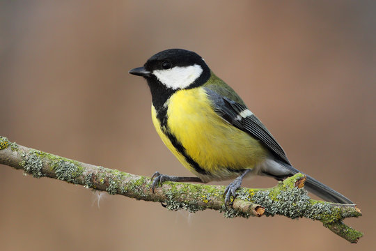 รูปภาพMeise – เลือกดูภาพถ่ายสต็อก เวกเตอร์ และวิดีโอ13,258 | Adobe Stock