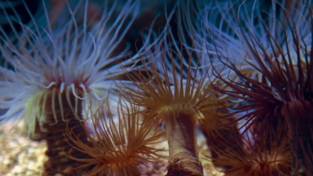 Anemonae Imagens – Procure 66 fotos, vetores e vídeos | Adobe Stock