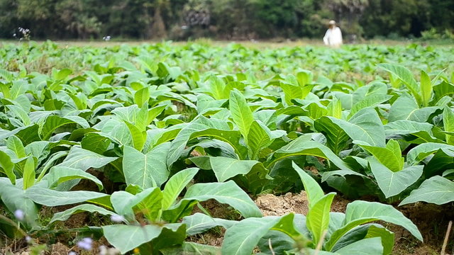 Tobacco Farm Images – Browse 27,492 Stock Photos, Vectors, and Video ...