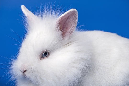 Blue Rabbit Images – Browse 161,158 Stock Photos, Vectors, and Video ...