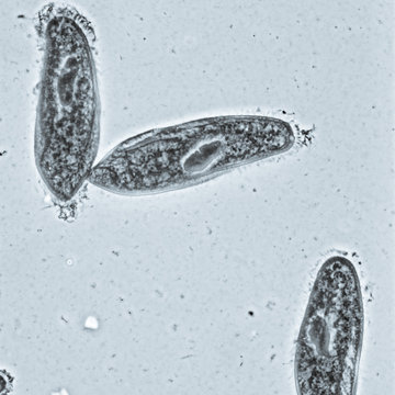 รูปภาพParamecium – เลือกดูภาพถ่ายสต็อก เวกเตอร์ และวิดีโอ1,843 | Adobe ...