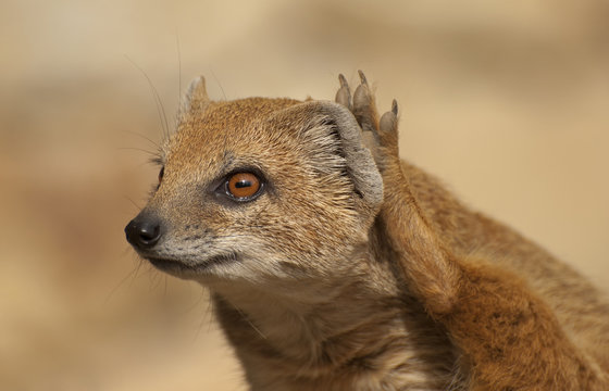 Mongoose Eyes Turn Red