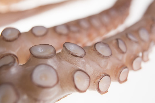 รูปภาพOktopus – เลือกดูภาพถ่ายสต็อก เวกเตอร์ และวิดีโอ2,476 | Adobe Stock