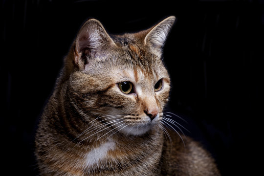 รูปภาพMicina – เลือกดูภาพถ่ายสต็อก เวกเตอร์ และวิดีโอ68 | Adobe Stock