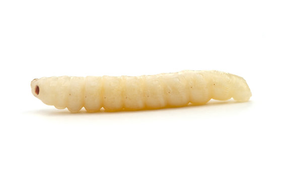 รูปภาพMaggot – เลือกดูภาพถ่ายสต็อก เวกเตอร์ และวิดีโอ76,833 | Adobe Stock
