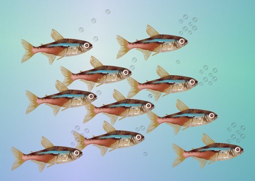 Neonfisch Images – Browse 41 Stock Photos, Vectors, and Video | Adobe Stock