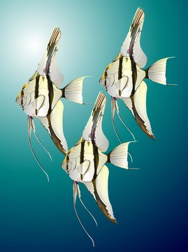 「Skalar」の写真素材 | 385件の無料イラスト画像 | Adobe Stock