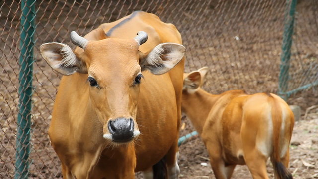 Banteng Images – Browse 1,843 Stock Photos, Vectors, and Video | Adobe ...