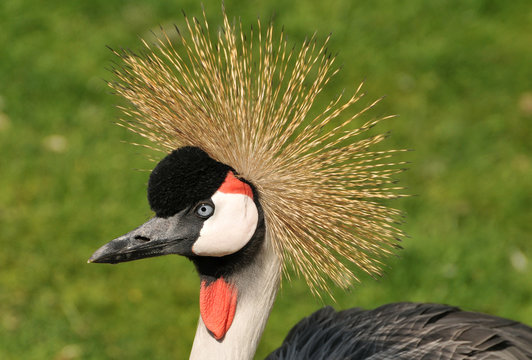 รูปภาพ"Kranich – เลือกดูภาพถ่ายสต็อก เวกเตอร์ และวิดีโอ7,595 | Adobe Stock