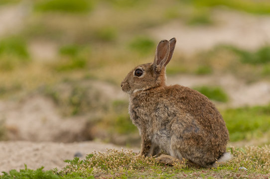 "Oryctolagus Cuniculus" Images – Browse 8,082 Stock Photos, Vectors ...