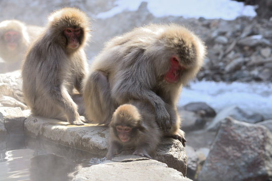 Nihon-Zaru Images – Browse 16 Stock Photos, Vectors, and Video | Adobe ...