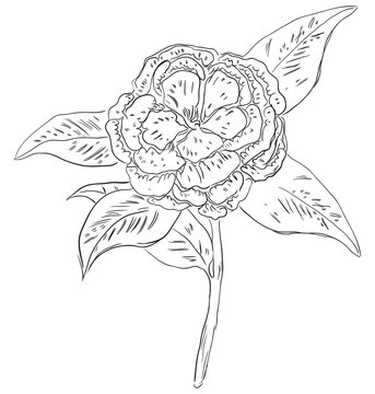 Camellia Images – Browse 41,478 Stock Photos, Vectors, and Video ...