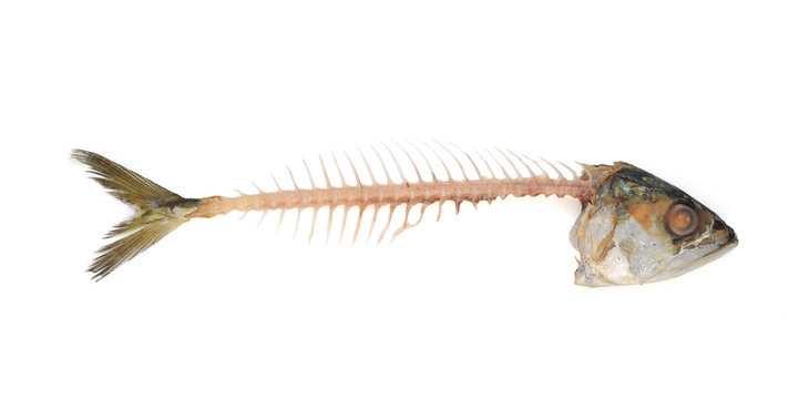 รูปภาพFishbone – เลือกดูภาพถ่ายสต็อก เวกเตอร์ และวิดีโอ5,521,679 ...