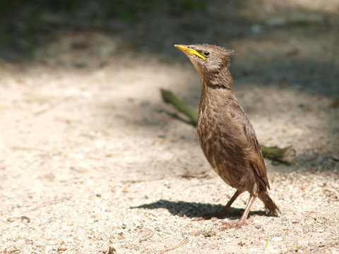 「Podlot」の写真素材 | 60件の無料イラスト画像 | Adobe Stock