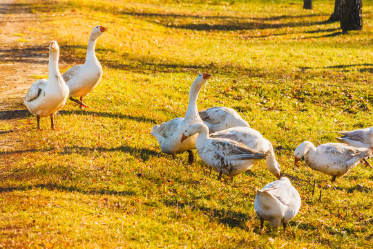 Mastgans Bilder – Durchsuchen 482 Archivfotos, Vektorgrafiken und ...