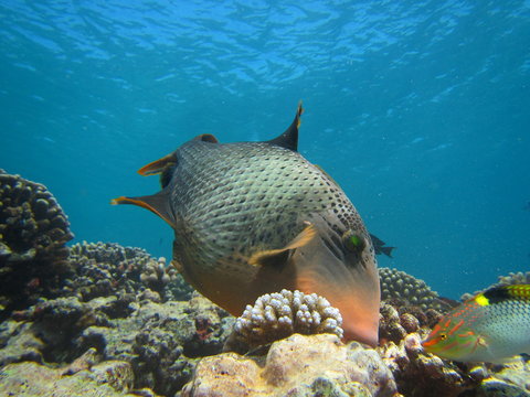 Baliste Images – Browse 317 Stock Photos, Vectors, and Video | Adobe Stock