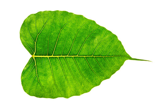 รูปภาพPipal – เลือกดูภาพถ่ายสต็อก เวกเตอร์ และวิดีโอ5,459 | Adobe Stock