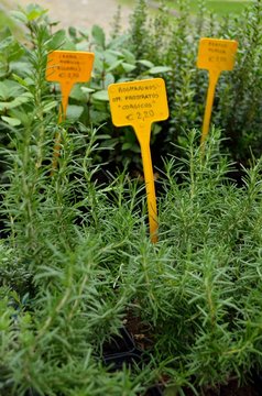 Engrass Images – Browse 6 Stock Photos, Vectors, and Video | Adobe Stock