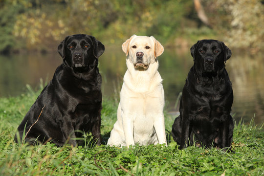 Labrador bilder – Bläddra bland 293,795 stockfoton, vektorer och videor ...