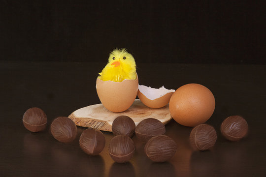 Pulcino Images – Browse 2,657 Stock Photos, Vectors, and Video | Adobe ...