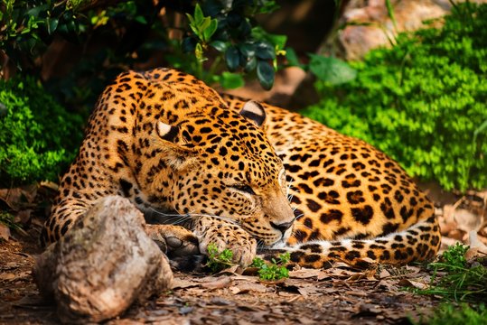 Leopardess Bilder – Durchsuchen 789 Archivfotos, Vektorgrafiken und ...