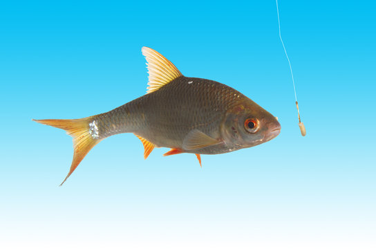 Plötze Bilder – Durchsuchen 122 Archivfotos, Vektorgrafiken und Videos ...