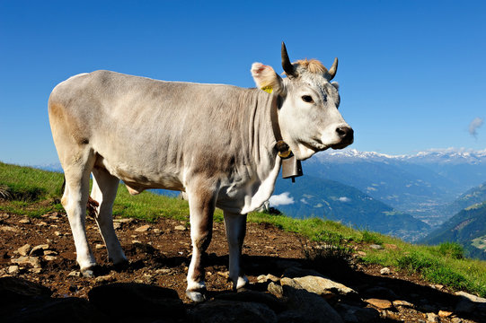 รูปภาพAlpenmilch – เลือกดูภาพถ่ายสต็อก เวกเตอร์ และวิดีโอ309 | Adobe Stock