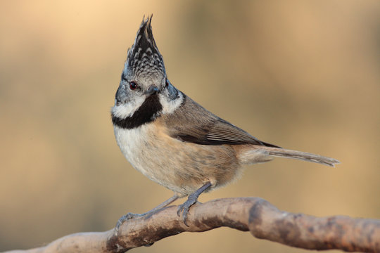 รูปภาพMusgoso – เลือกดูภาพถ่ายสต็อก เวกเตอร์ และวิดีโอ169 | Adobe Stock