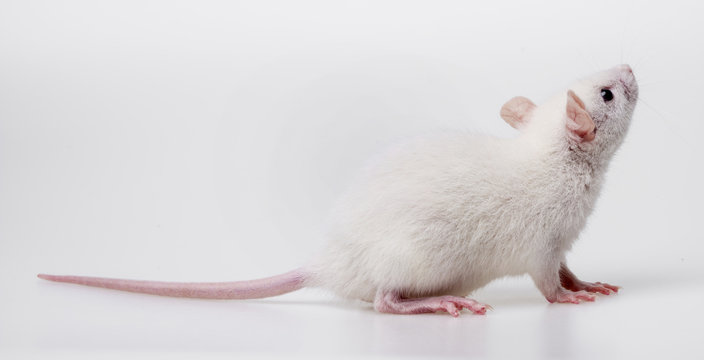 White Rat Images – Browse 345,865 Stock Photos, Vectors, and Video ...