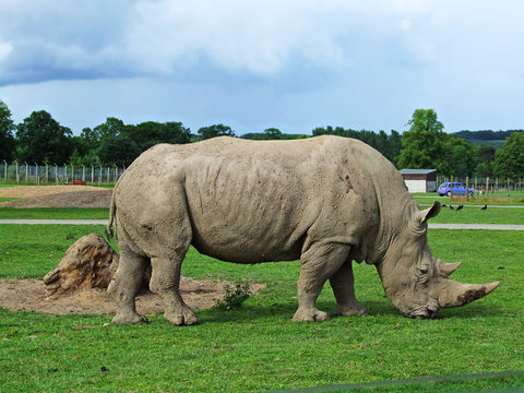 「Rhinosaurus」の写真素材 | 196件の無料イラスト画像 | Adobe Stock