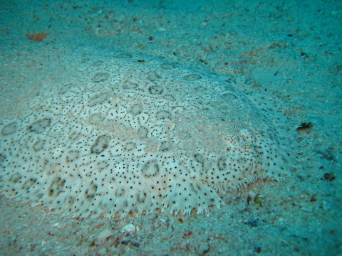 Flunder Images – Browse 447 Stock Photos, Vectors, and Video | Adobe Stock