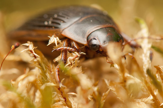 Coleopter Images – Browse 205 Stock Photos, Vectors, and Video | Adobe ...