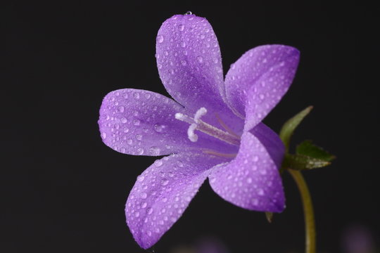 Imágenes de Violeta: descubre bancos de fotos, ilustraciones, vectores ...