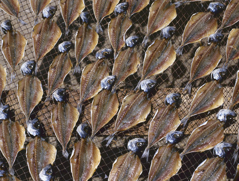 Stock-Fish Images – Browse 18,021 Stock Photos, Vectors, and Video ...