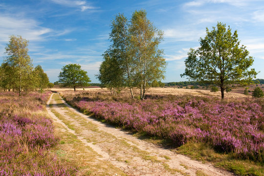 Heidelandschaft Bilder – Durchsuchen 130,722 Archivfotos ...