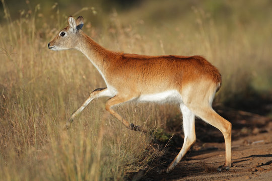 Red Lechwe Female Eating