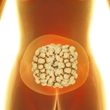 Viszeralfett Images – Browse 13 Stock Photos, Vectors, and Video ...