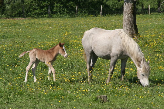 Jument Images – Browse 12,389 Stock Photos, Vectors, and Video | Adobe ...