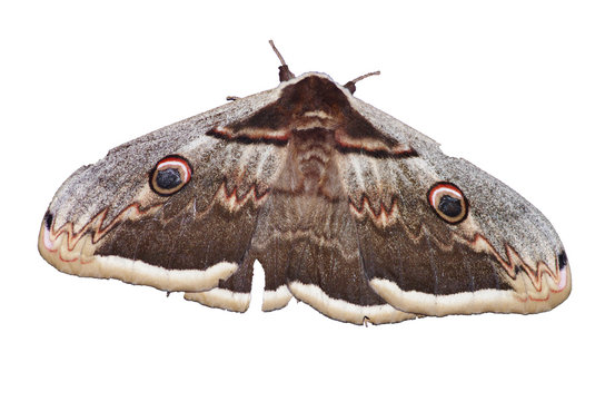 Falena Bilder – Durchsuchen 1,376 Archivfotos, Vektorgrafiken und ...