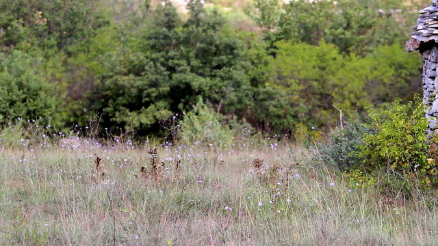 Kazun Images – Parcourir 136 le catalogue de photos, vecteurs et vidéos ...