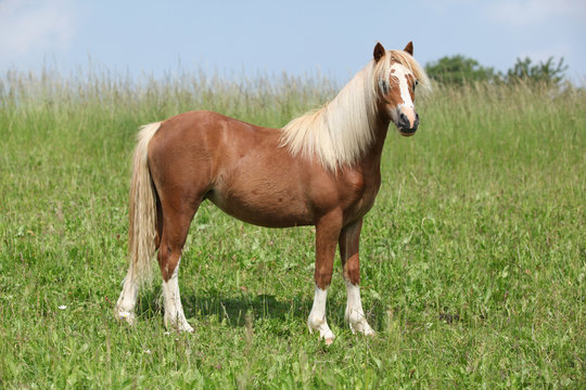 "Welsh Pony" Images – Browse 3,099 Stock Photos, Vectors, and Video ...