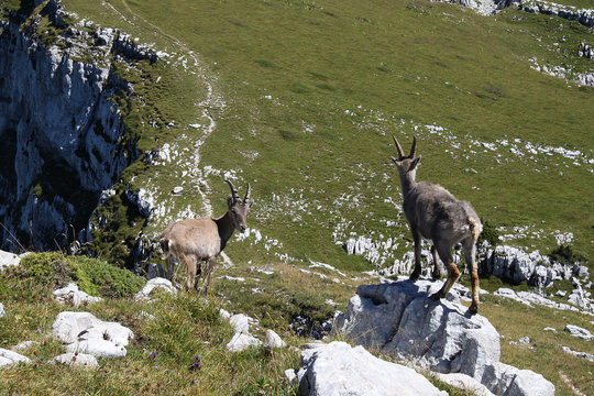 รูปภาพMont-Piton – เลือกดูภาพถ่ายสต็อก เวกเตอร์ และวิดีโอ88 | Adobe Stock
