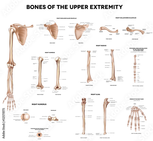 "Bones of the upper extremity" Stock image and royalty-free vector ...