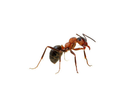 Ant White Background Images – Browse 34,703 Stock Photos, Vectors, and ...