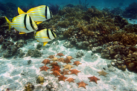 Atlantic Ocean Coral Reefs