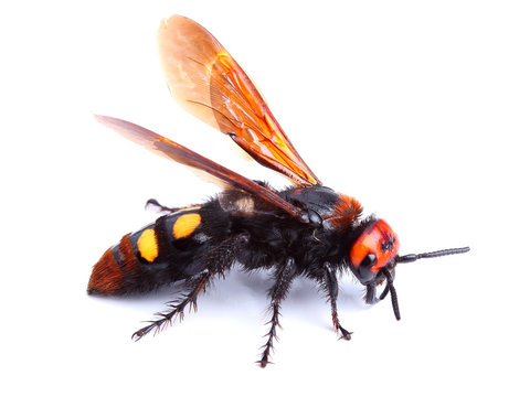 Scoliidae Bilder – Durchsuchen 644 Archivfotos, Vektorgrafiken und ...