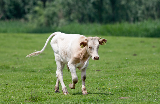 Heifer Images – Browse 35,653 Stock Photos, Vectors, and Video | Adobe ...