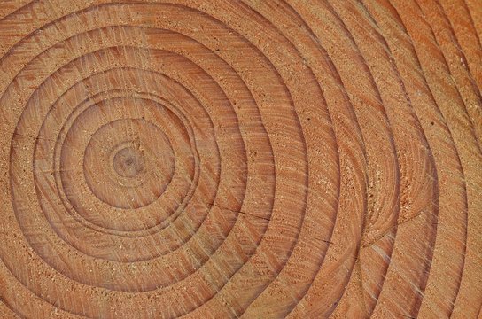 Tronco Images – Parcourir 24,748 le catalogue de photos, vecteurs et ...