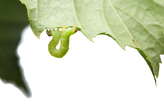 รูปภาพLooper – เลือกดูภาพถ่ายสต็อก เวกเตอร์ และวิดีโอ5,391 | Adobe Stock